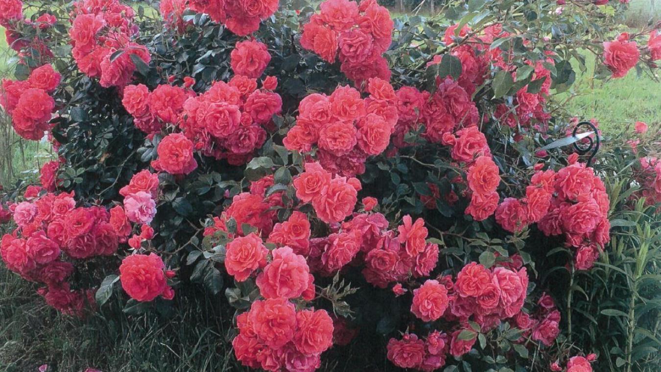 Mon Inspiration | Le poète et la rose